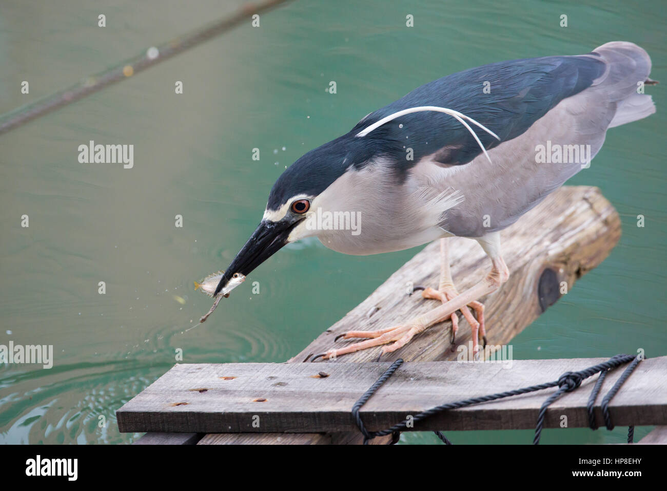 Black spinefoot hi-res stock photography and images - Alamy