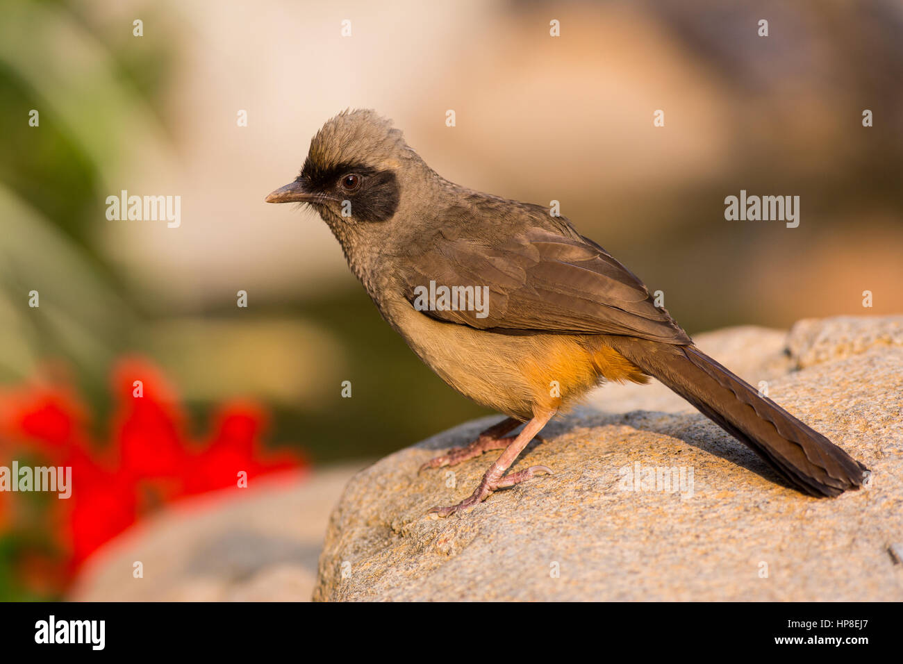Masked Laughingthrush (Garrulax perspicillatus) standing on stone Stock ...