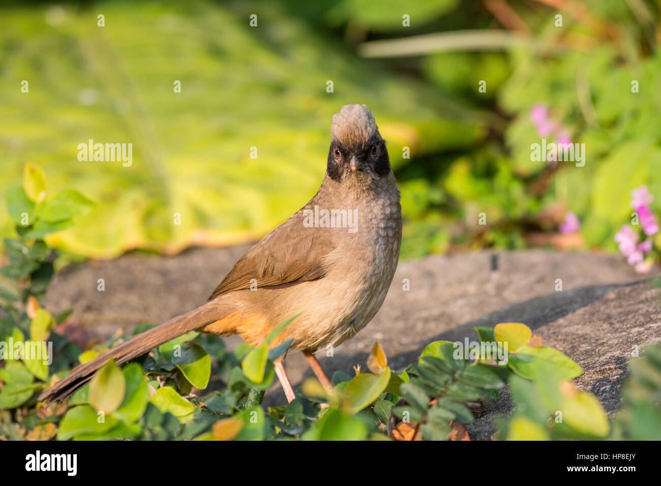 Masked laughingthrush hi-res stock photography and images - Alamy