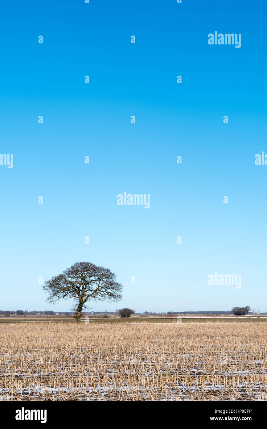 Remote lone tree in a plain stubble field by early springtime Stock ...