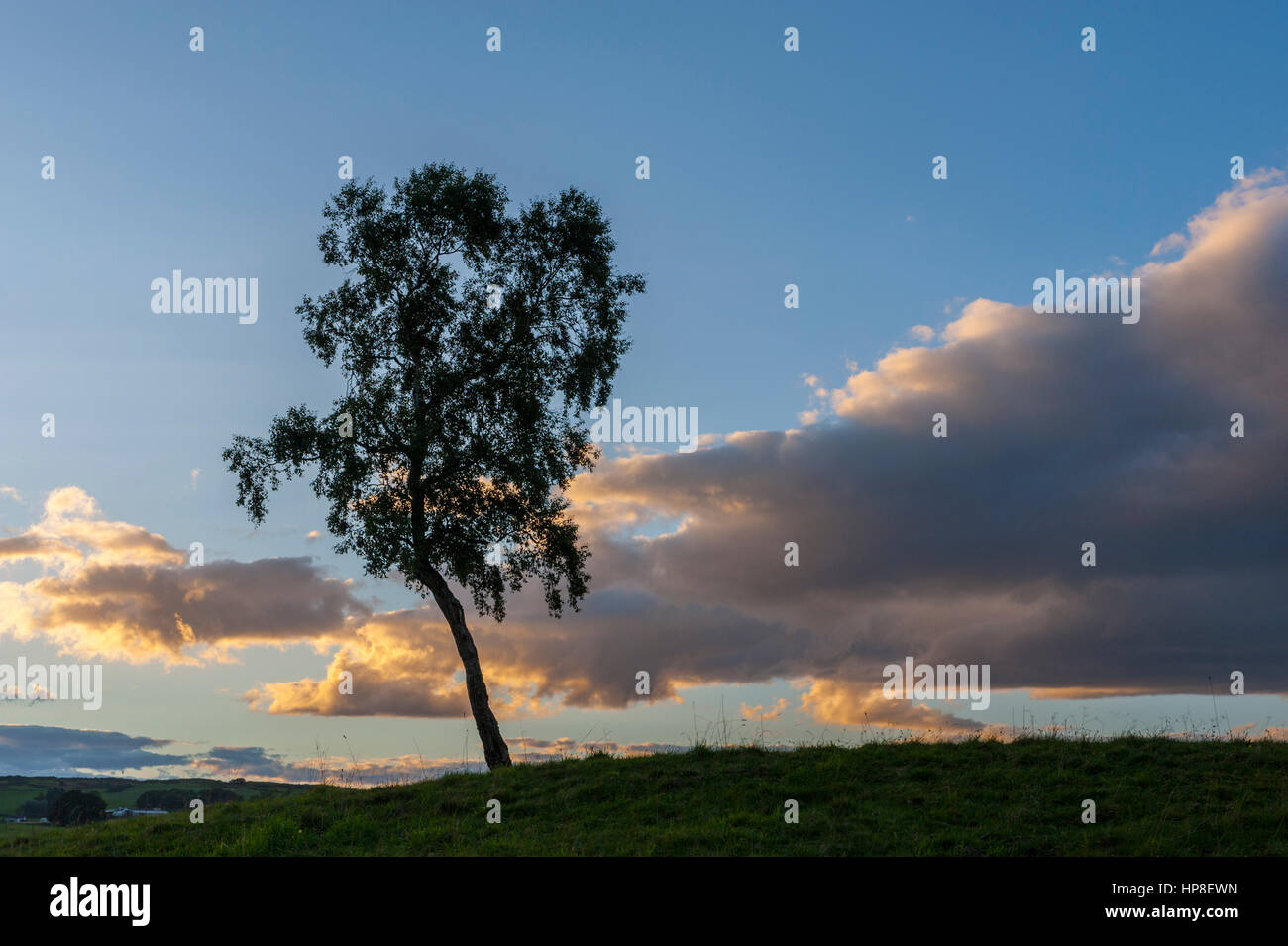 Tree line sunset on hi-res stock photography and images - Alamy