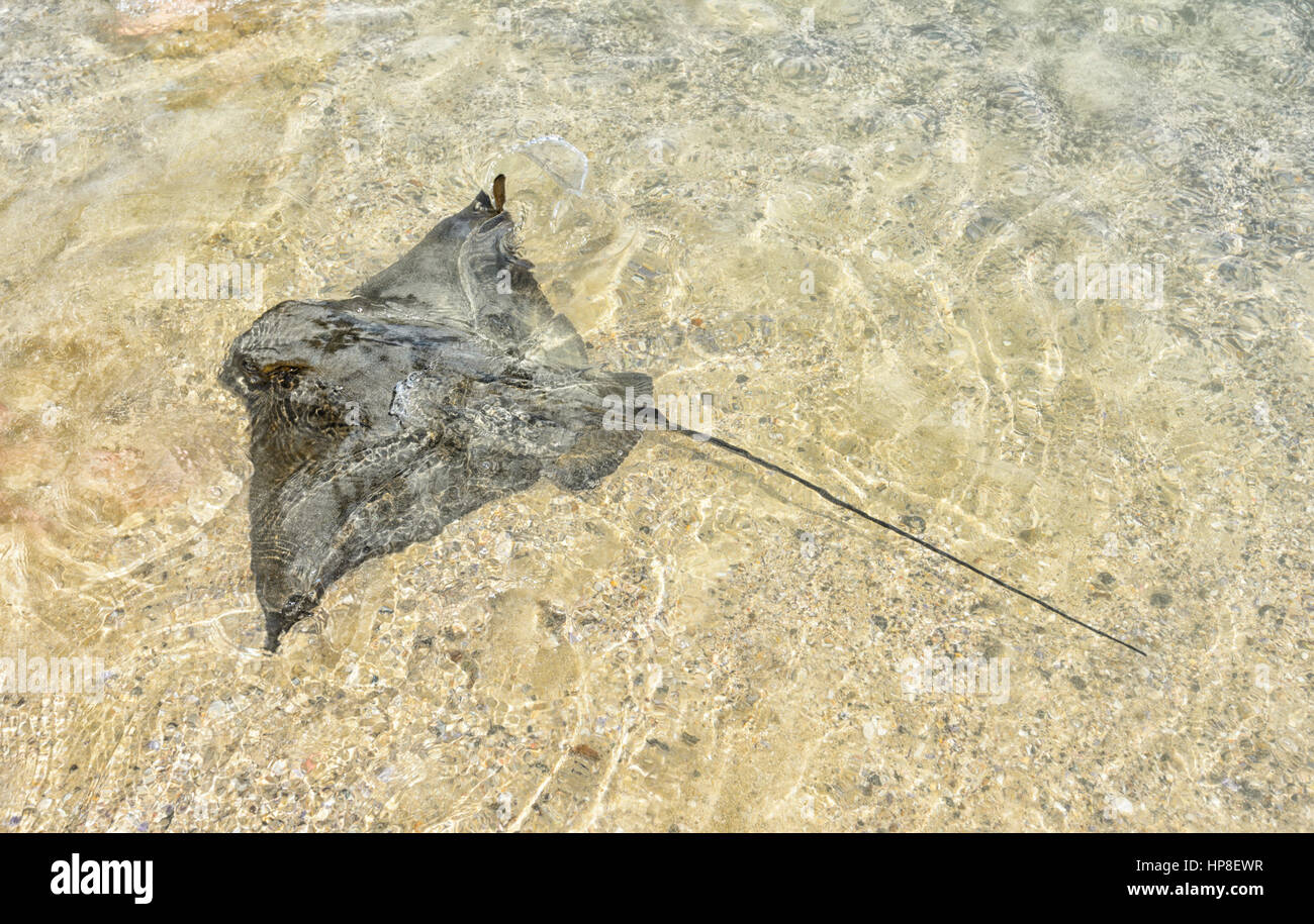 Short-tail Stingray or Smooth Stingray (Dasyatis brevicaudata ...