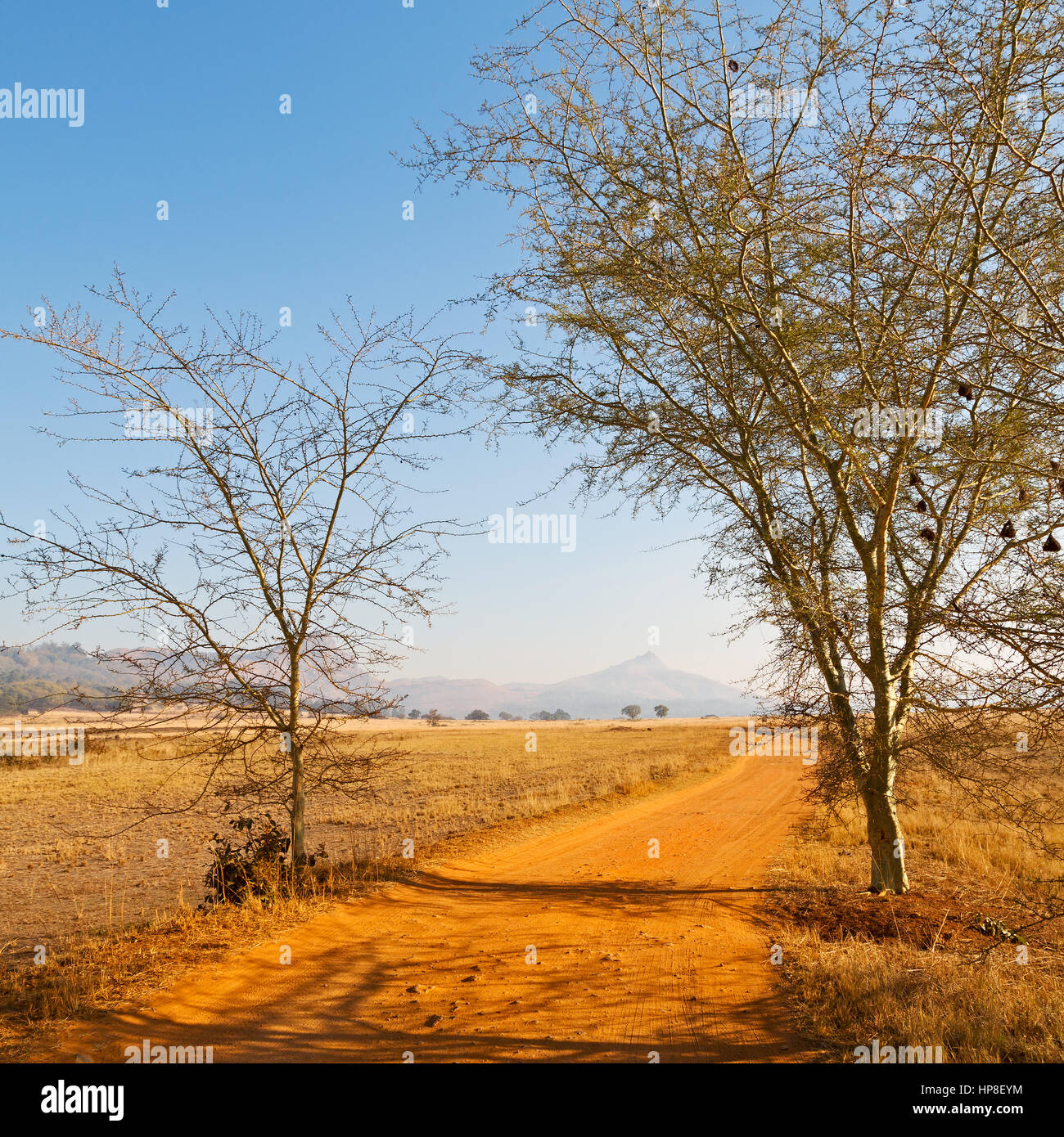 blur in swaziland mlilwane wildlife nature reserve mountain and tree ...