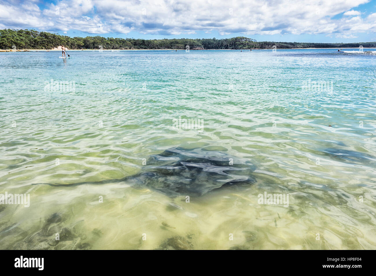 Short-tail Stingray or Smooth Stingray (Dasyatis brevicaudata ...