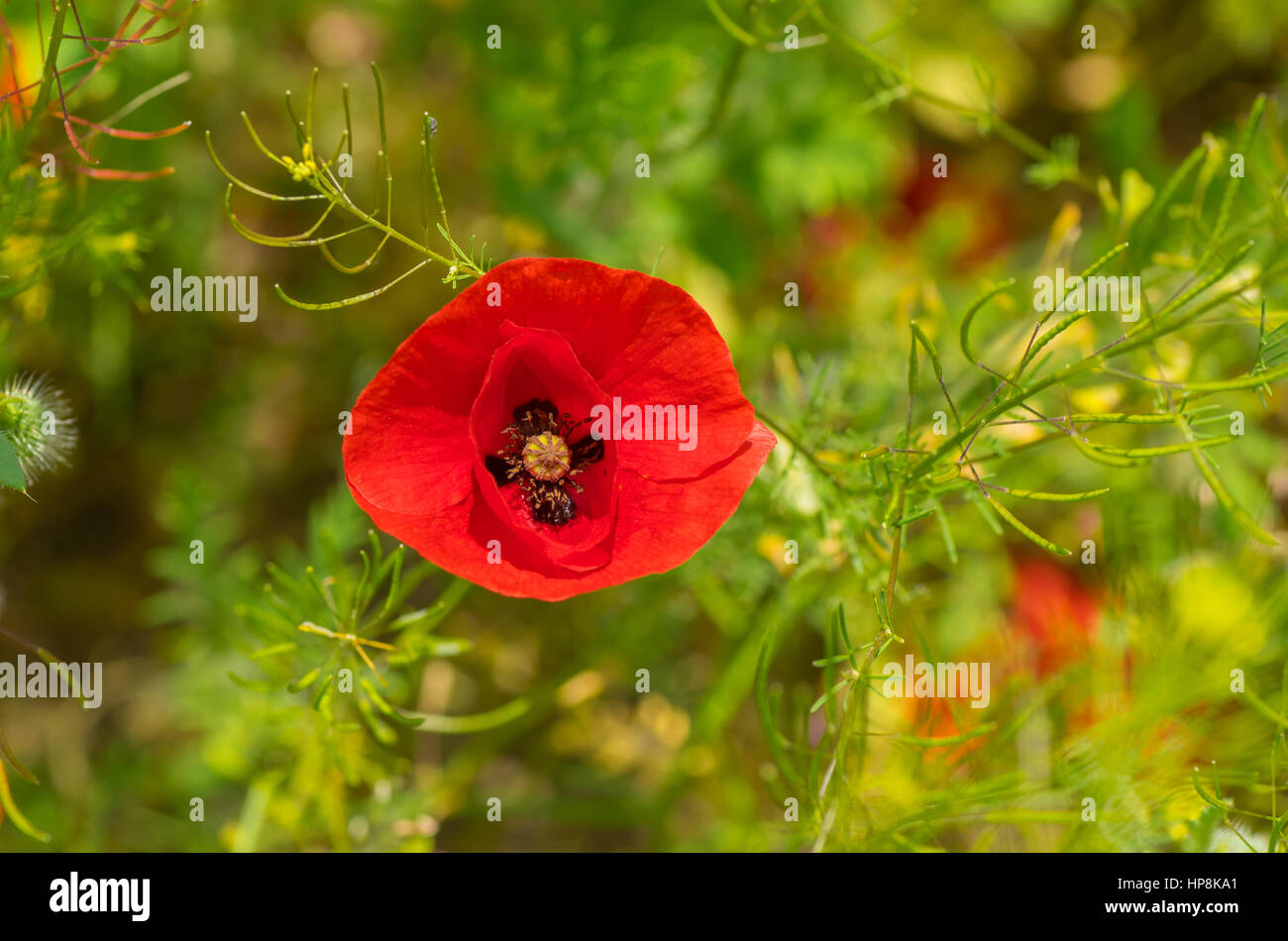 Opened red poppy in wild field at summer time Stock Photo - Alamy