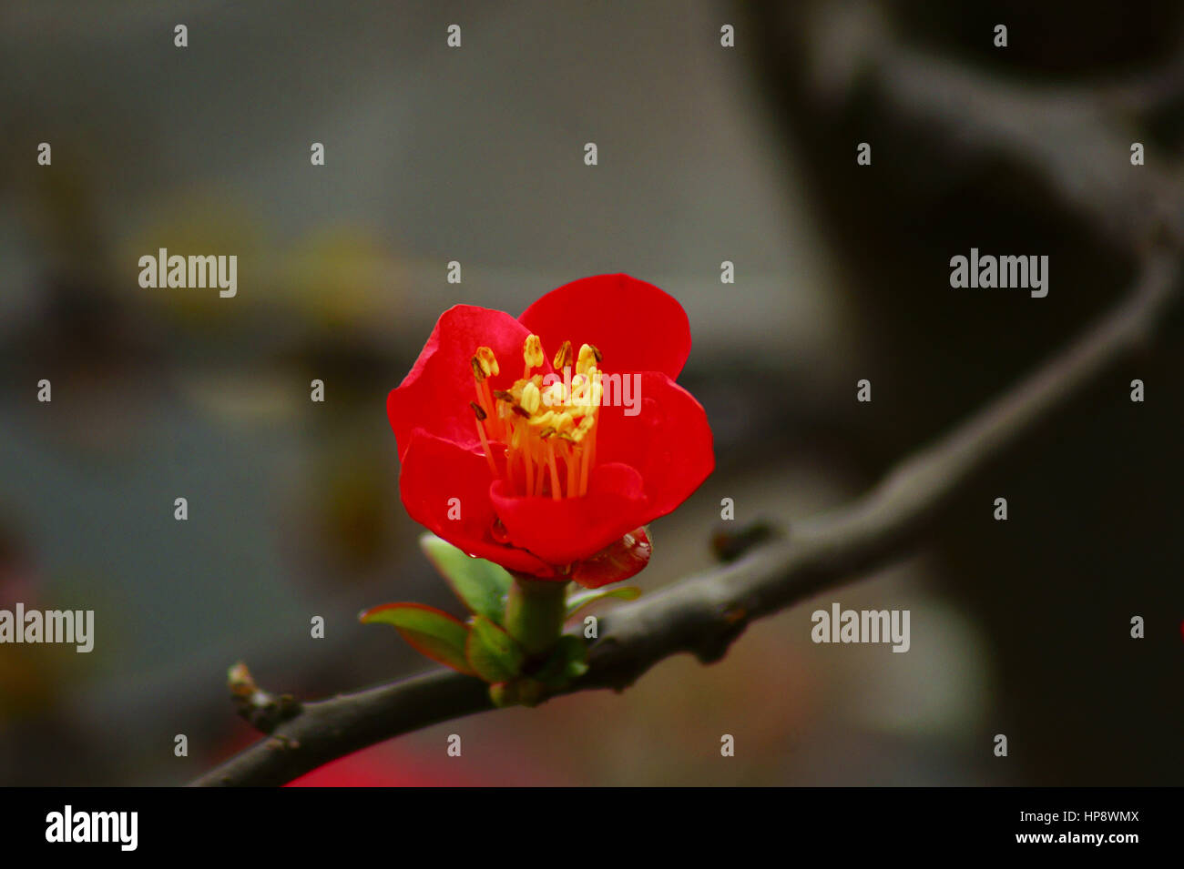 Yichan, Yichan, China. 17th Feb, 2017. Yichang, CHINA-February 17 2017 ...