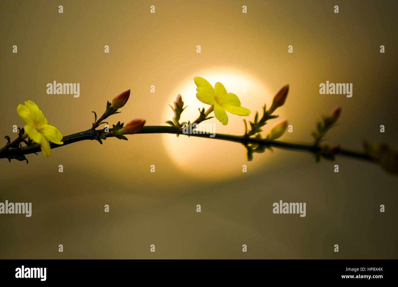 Xinyu, China's Jiangxi Province. 19th Feb, 2017. A winter jasmine ...