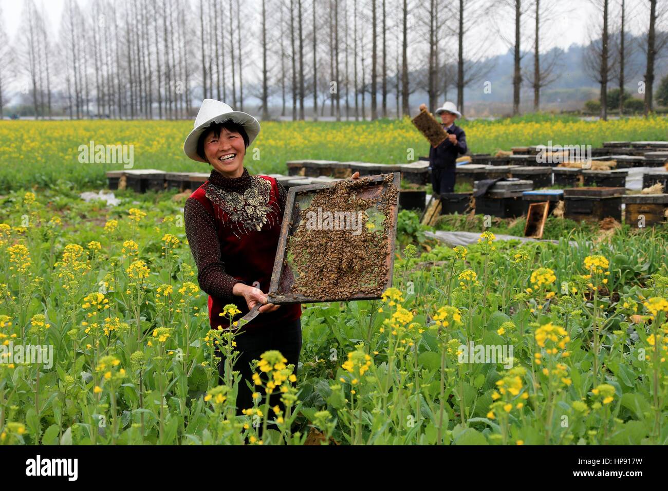 Huangshan, China's Anhui Province. 20th Feb, 2017. Bee-keepers harvest ...
