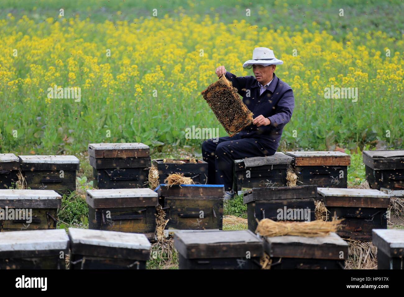 Huangshan, China's Anhui Province. 20th Feb, 2017. A bee-keeper ...
