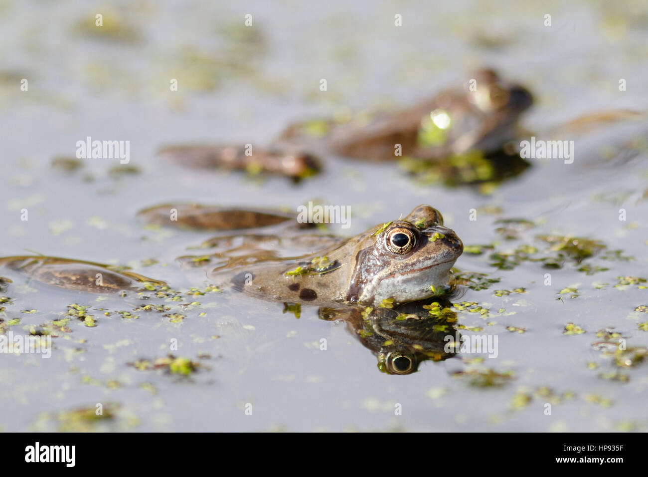 Weather frogs hi-res stock photography and images - Alamy