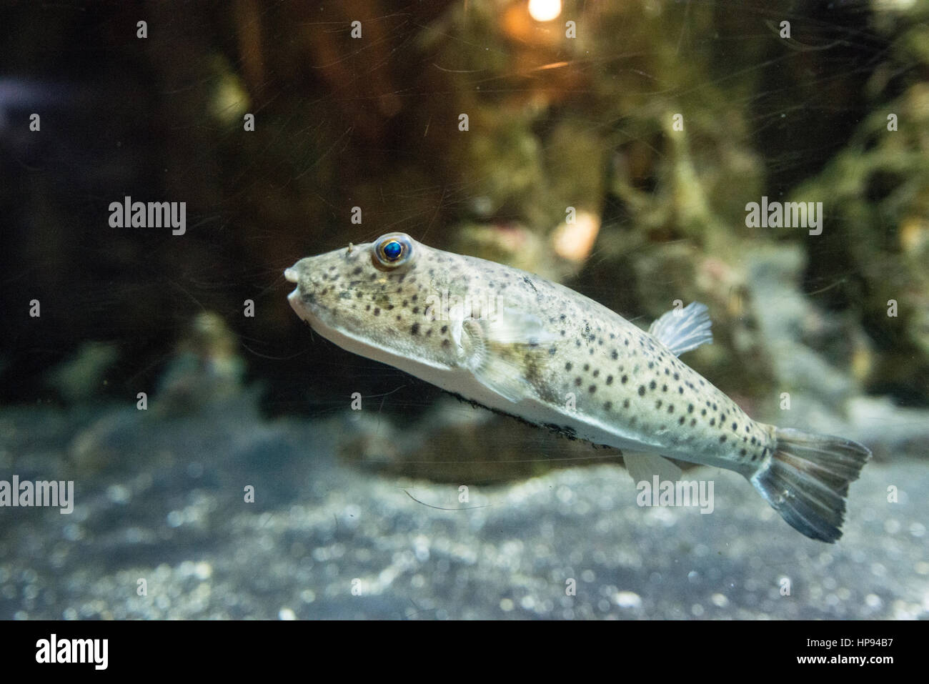 Blue puffer hi-res stock photography and images - Alamy