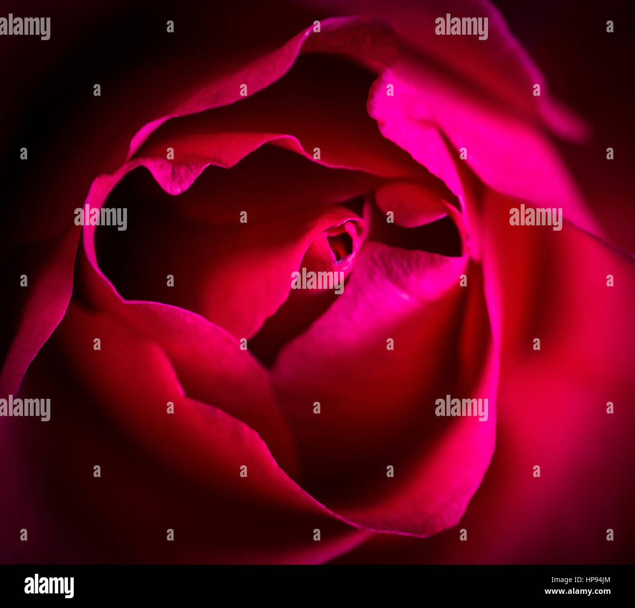 Rose red colour hi-res stock photography and images - Alamy