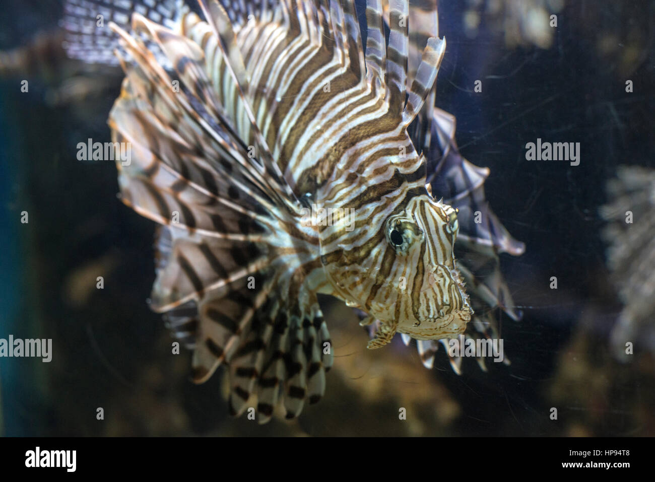 Red lionfish face hi-res stock photography and images - Alamy