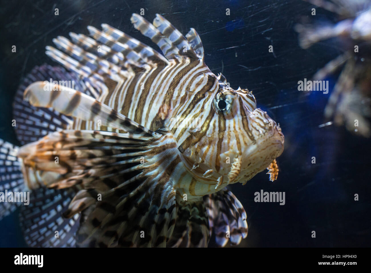 Closeup lionfish venomous marine fish hi-res stock photography and ...