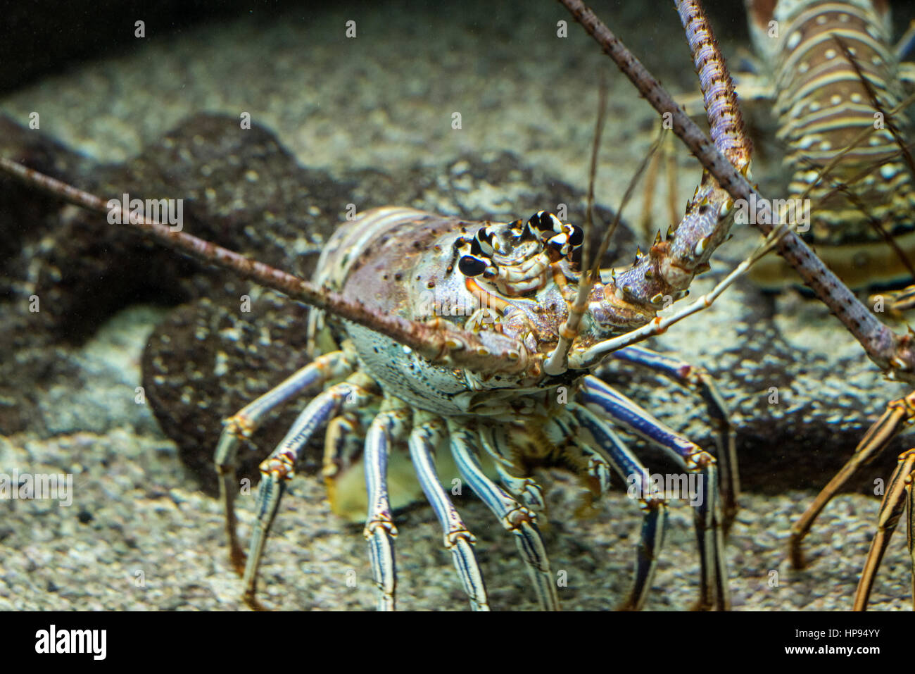 Live lobster hi-res stock photography and images - Alamy