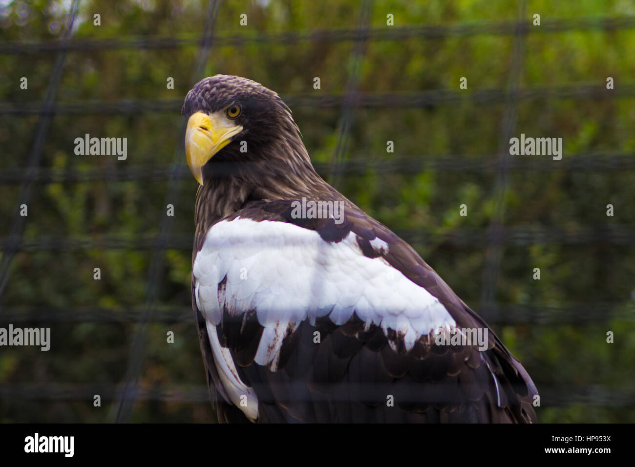 Falcon on San Diego famous zoo Stock Photo - Alamy