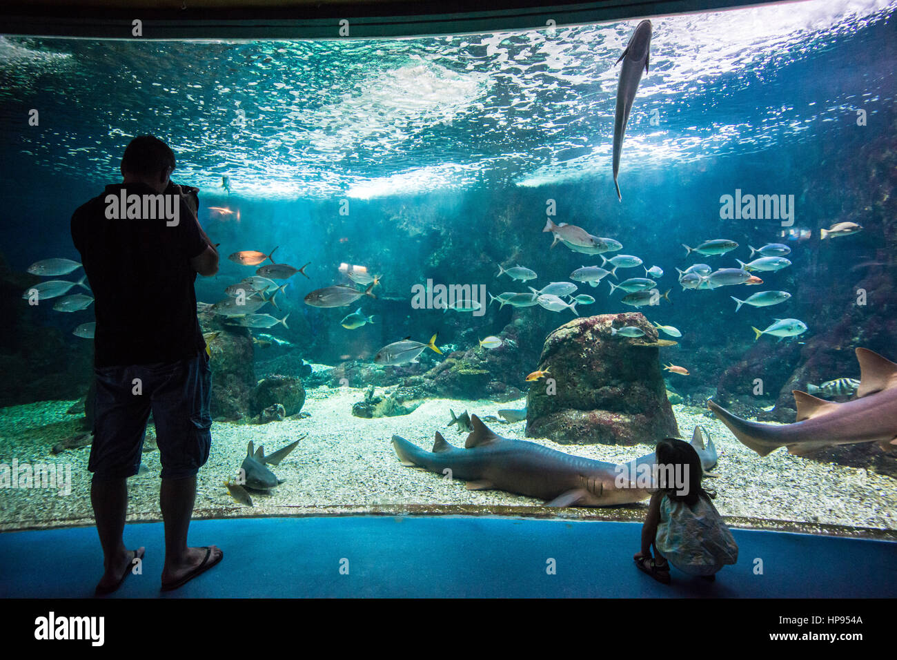 Florida reef shark hi-res stock photography and images - Alamy