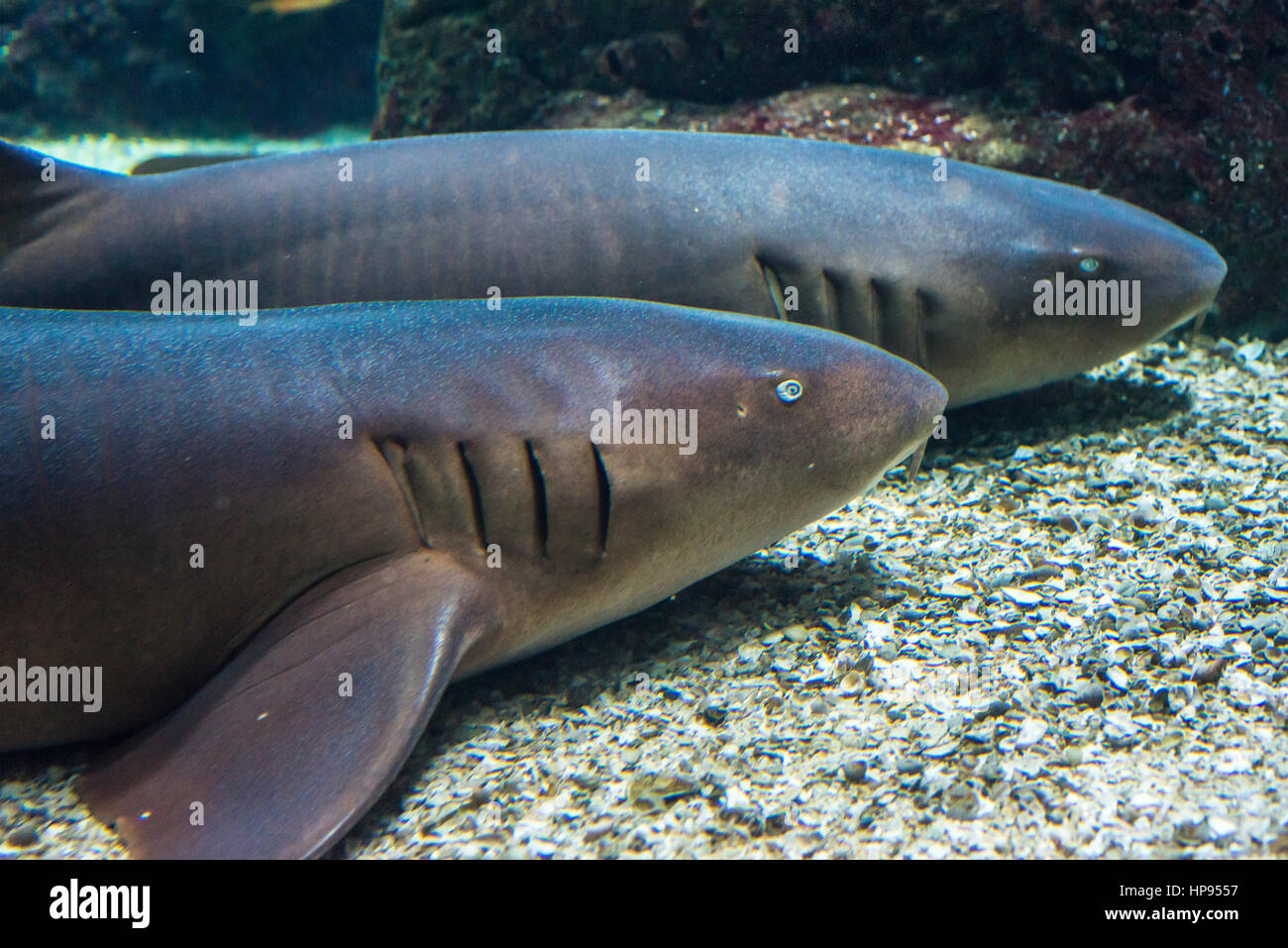 Big shark tank hi-res stock photography and images - Alamy