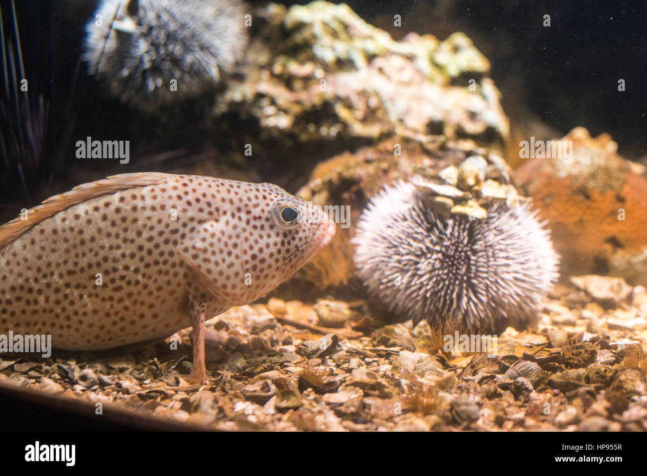 Sea urchin fish hi-res stock photography and images - Alamy