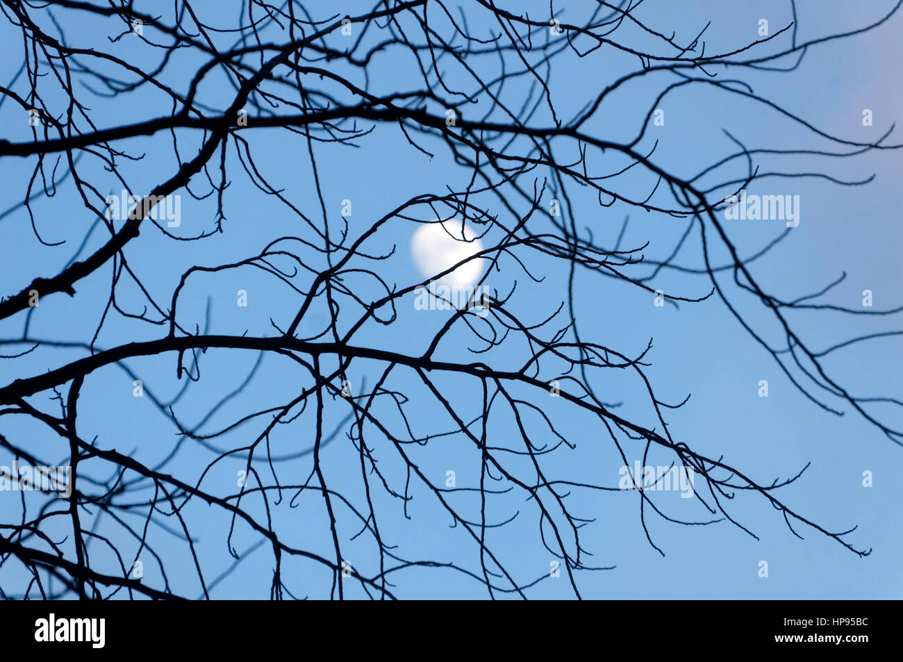 Moon shining through bare tangled branches of a deciduous tree in ...