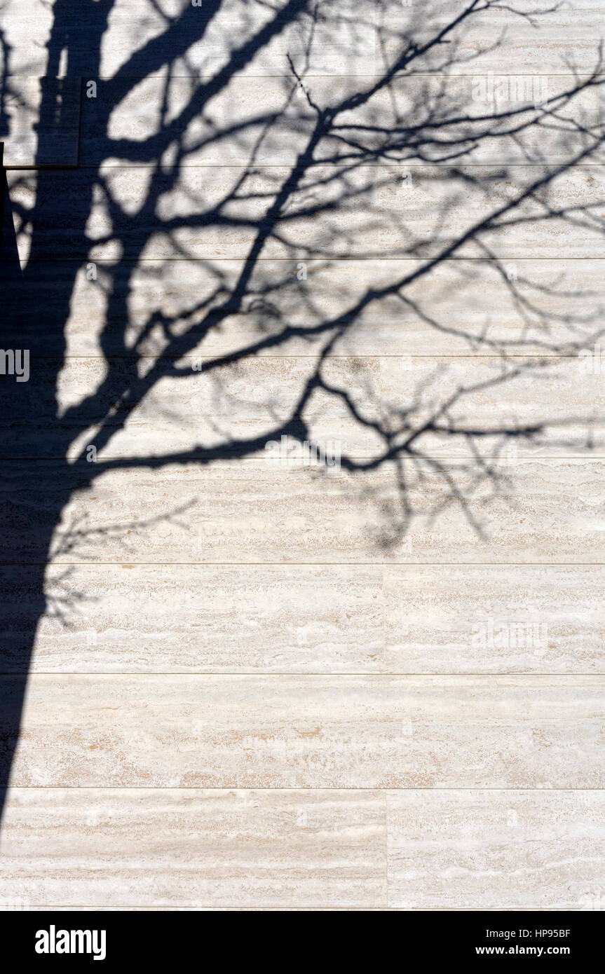 Shadow of a leafless deciduous tree cast on a flat stone wall of a ...
