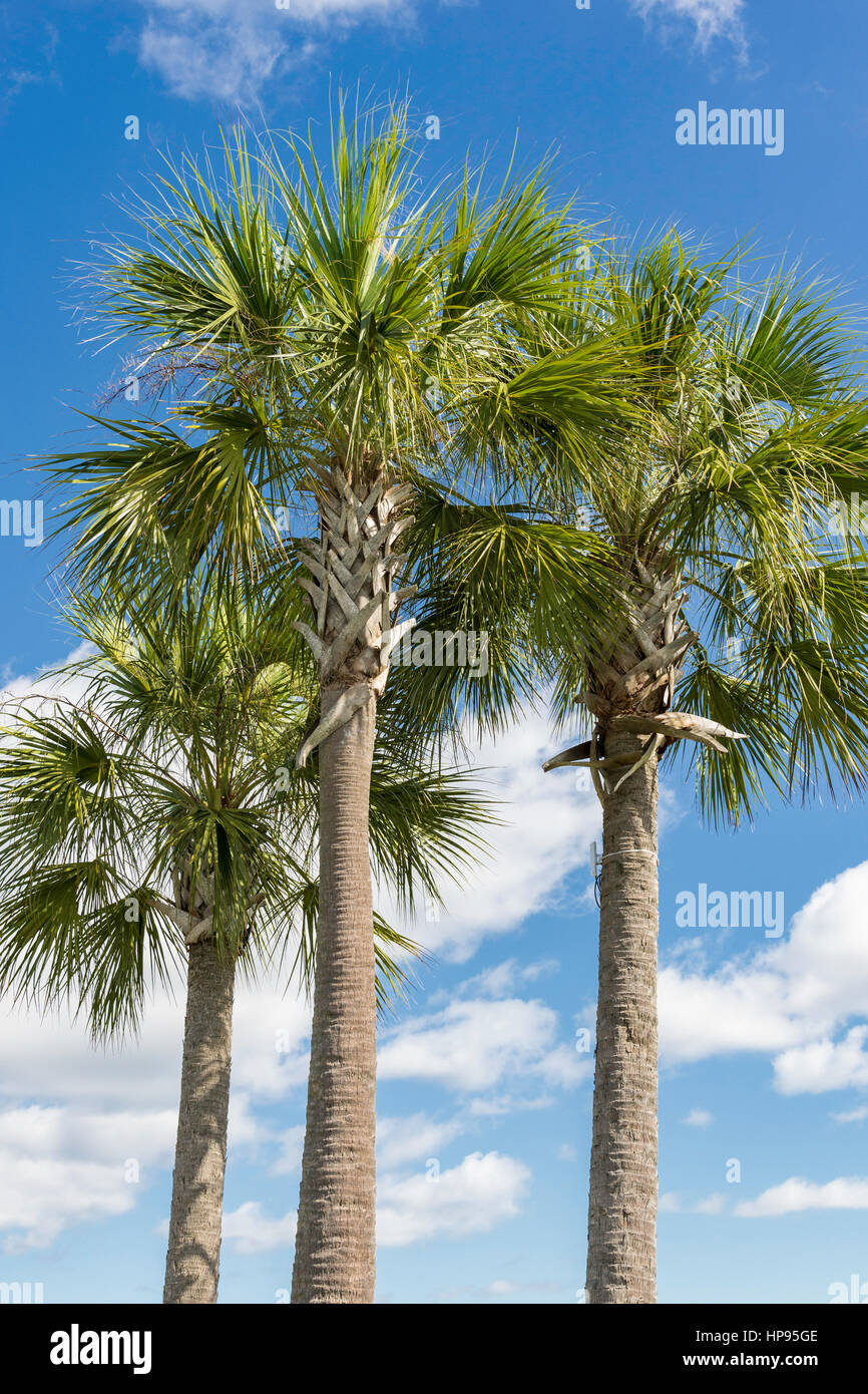 Cabbage palm trees hi-res stock photography and images - Alamy