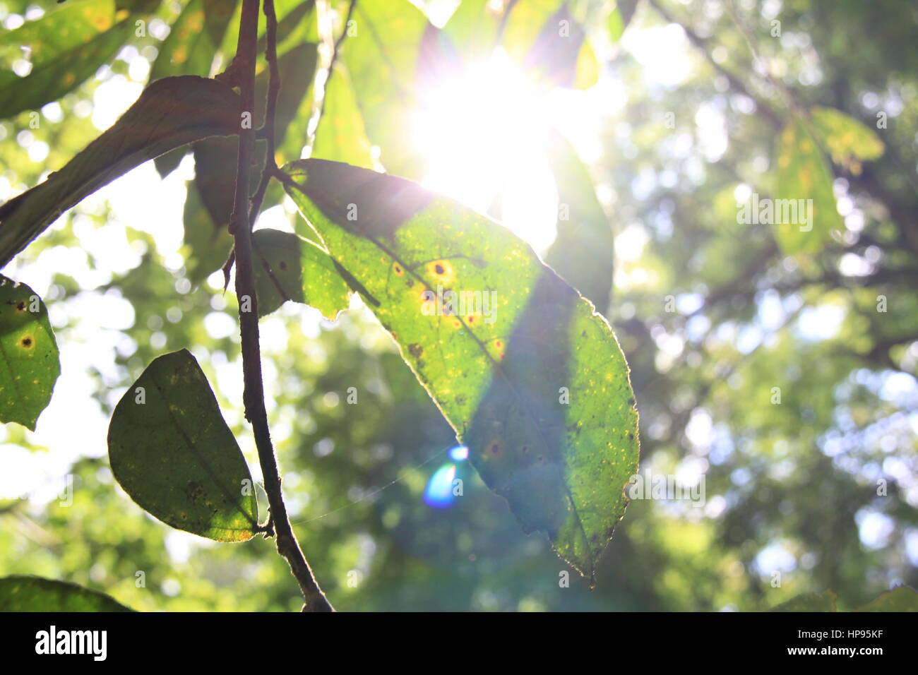 A leaf is an organ of a vascular plant and is the principal lateral ...