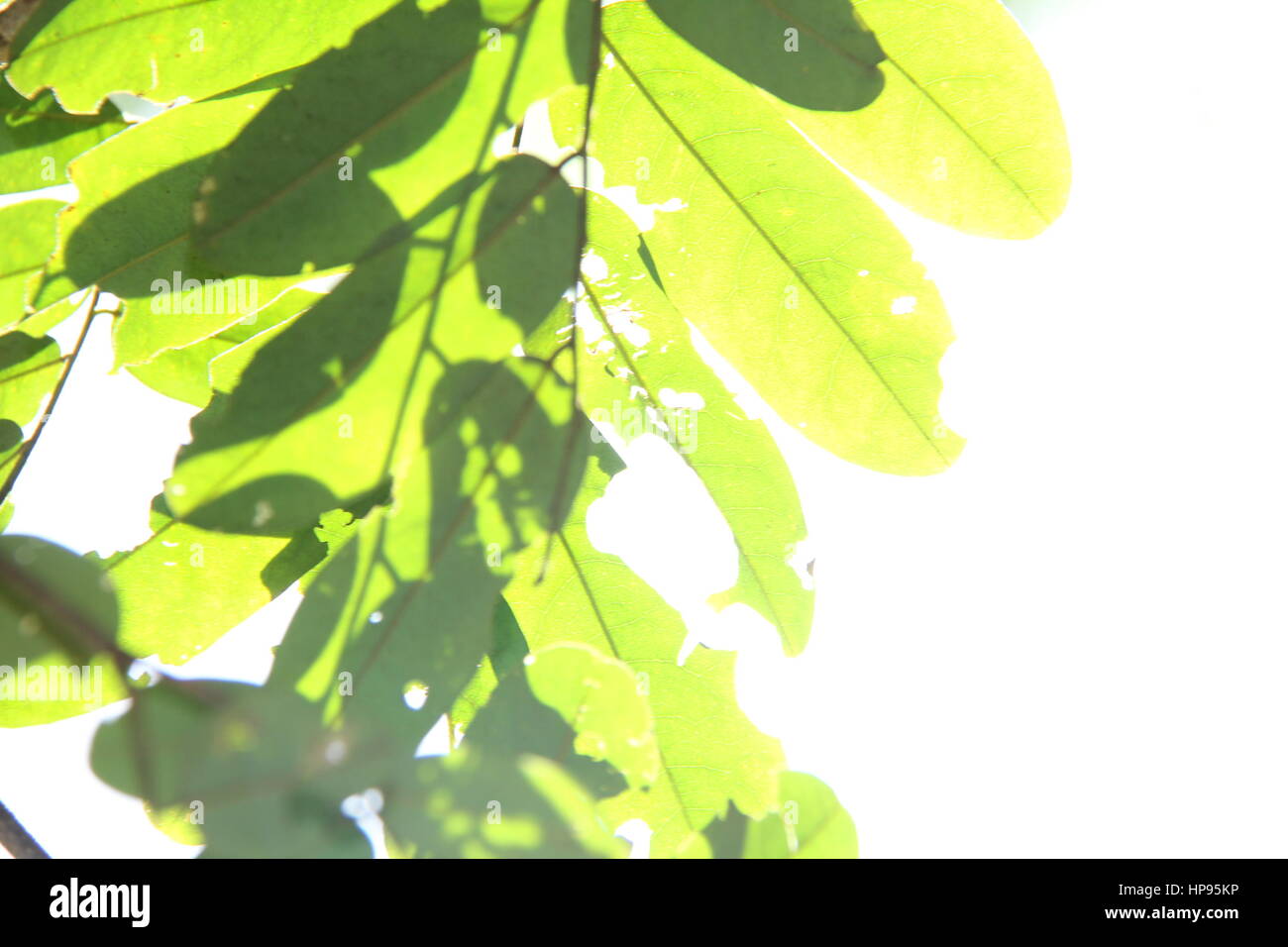 A leaf is an organ of a vascular plant and is the principal lateral ...