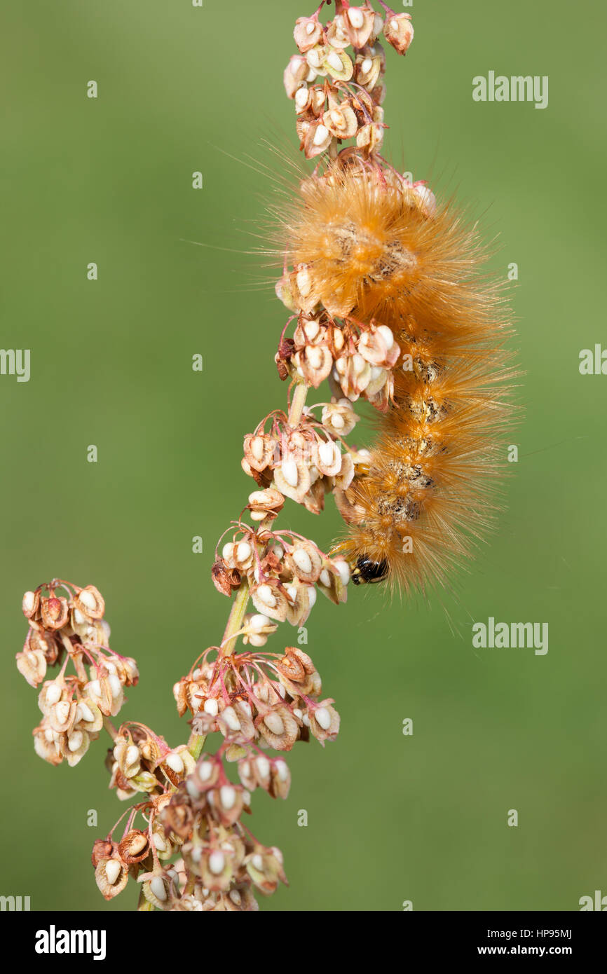 A Salt Marsh Moth (Estigmene acrea) caterpillar (larva) feeds on Curly ...