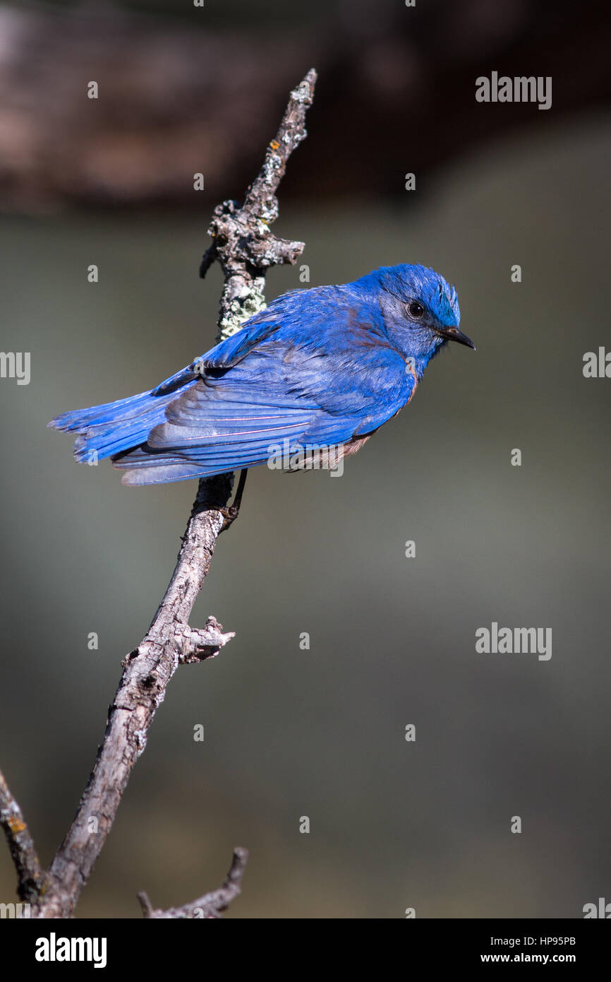 California western bluebird hi-res stock photography and images - Alamy