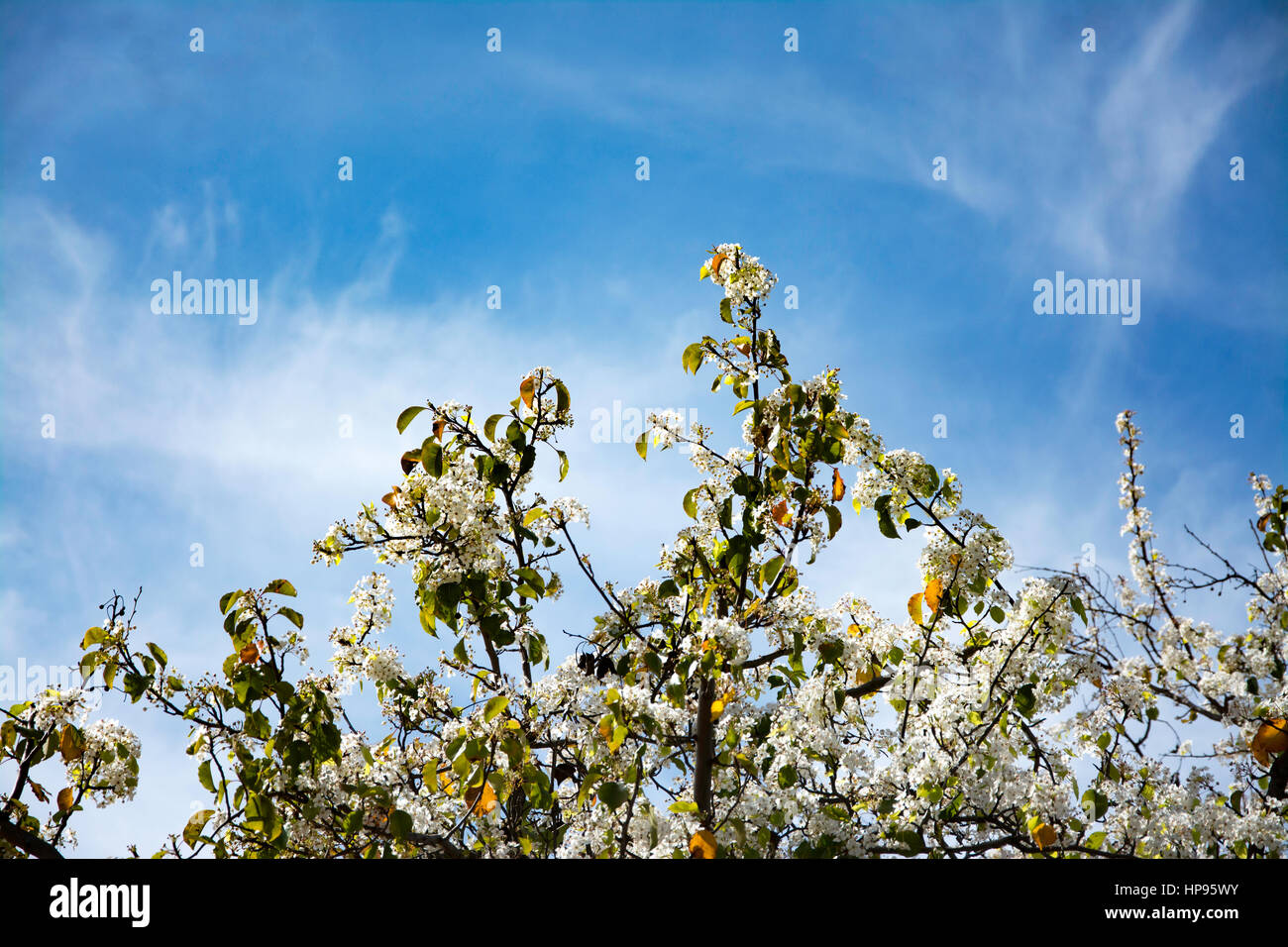 Springtime in San Diego,California Stock Photo - Alamy