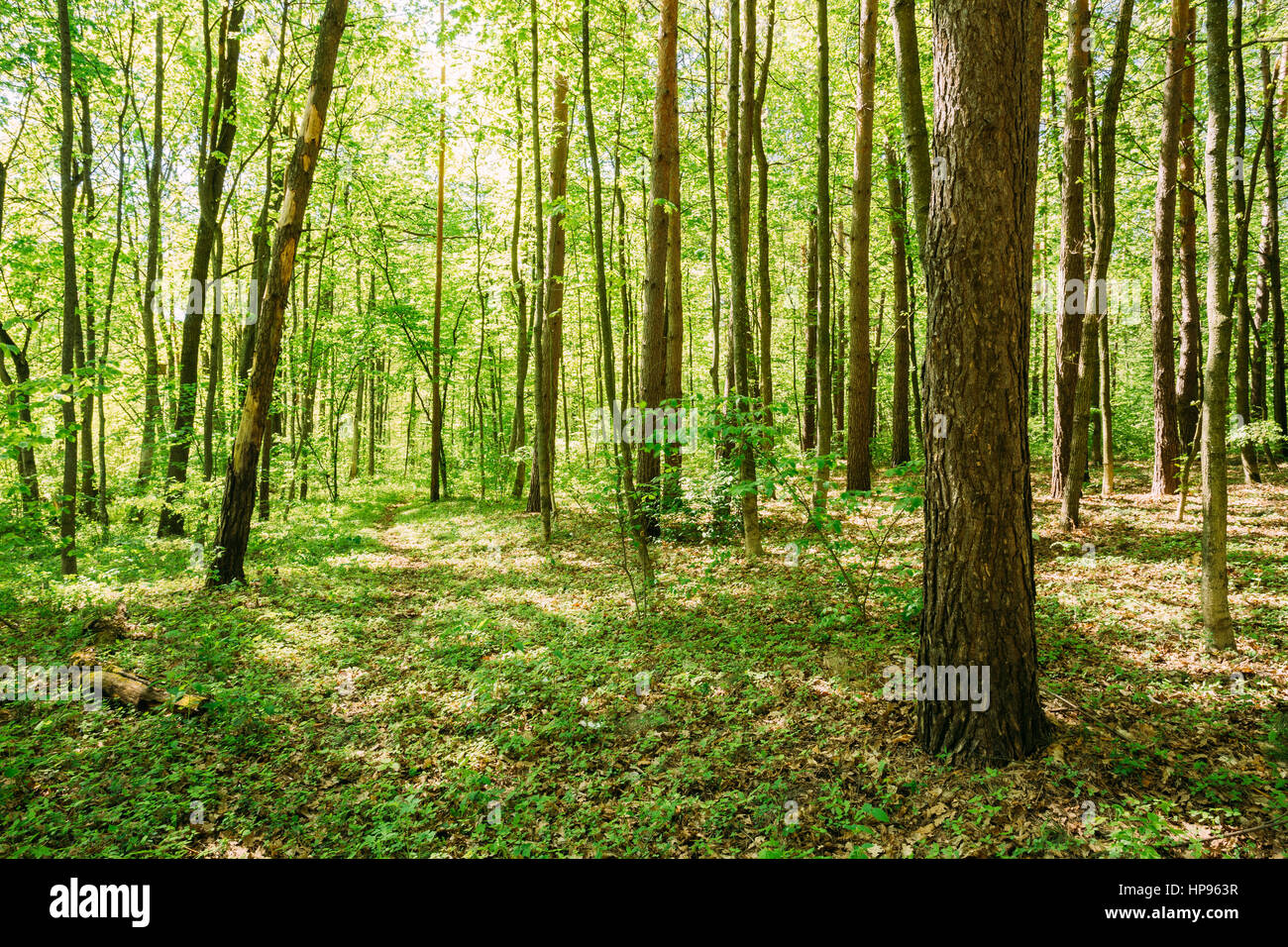 Spring Maple Trees Woods. Sunlight In Deciduous Forest, Summer Nature ...