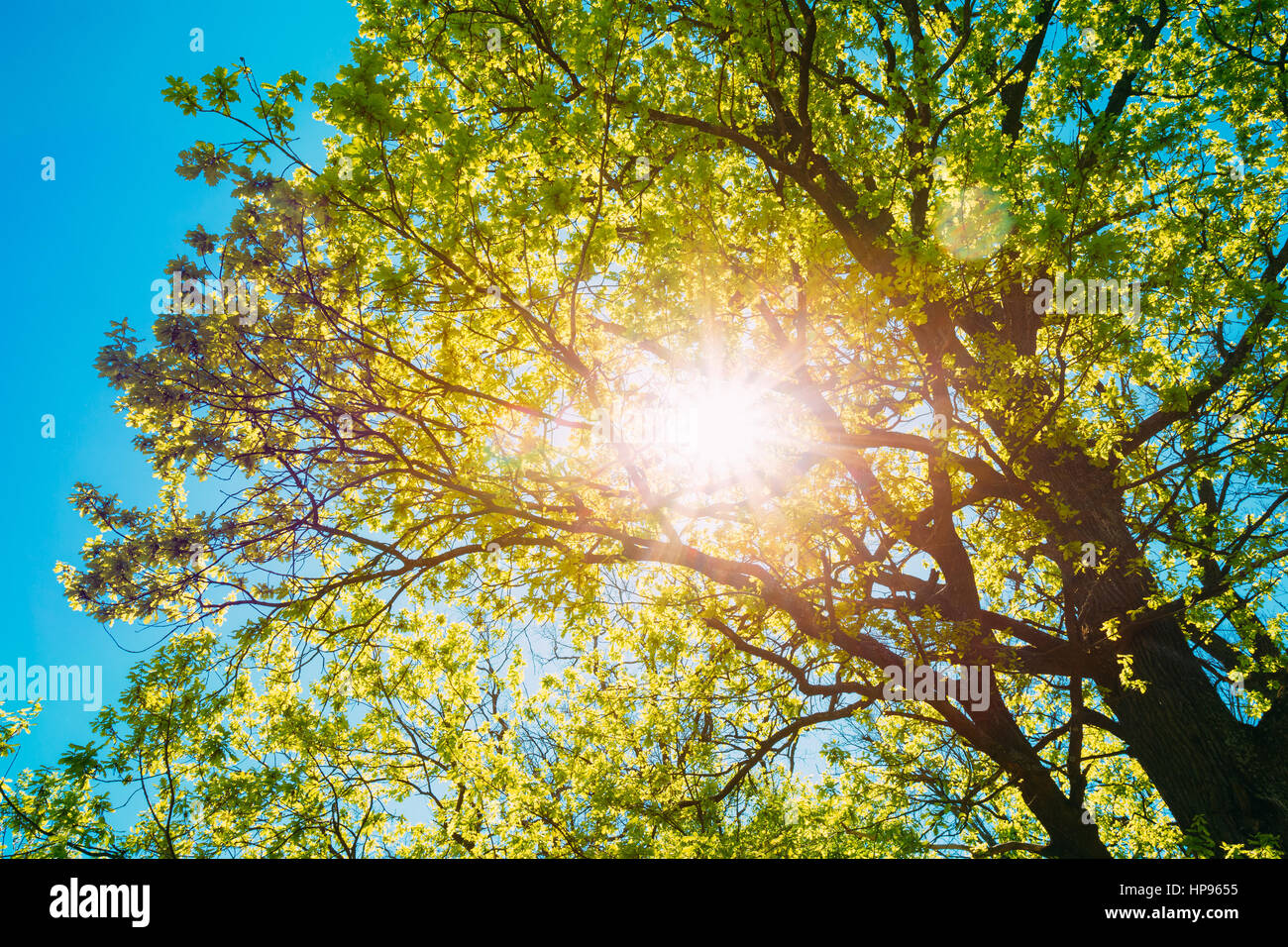 Sun Shining Through Branch And Foliage Of Oak Tree Spring Season ...