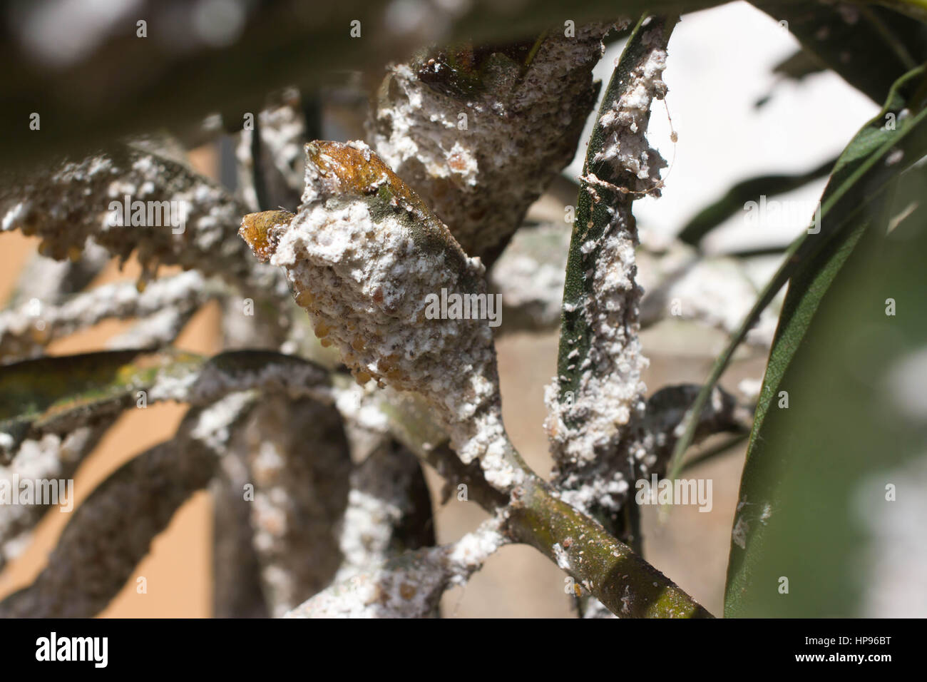 Oleander leaves densely covered with scale insects. Mealy mealybug ...