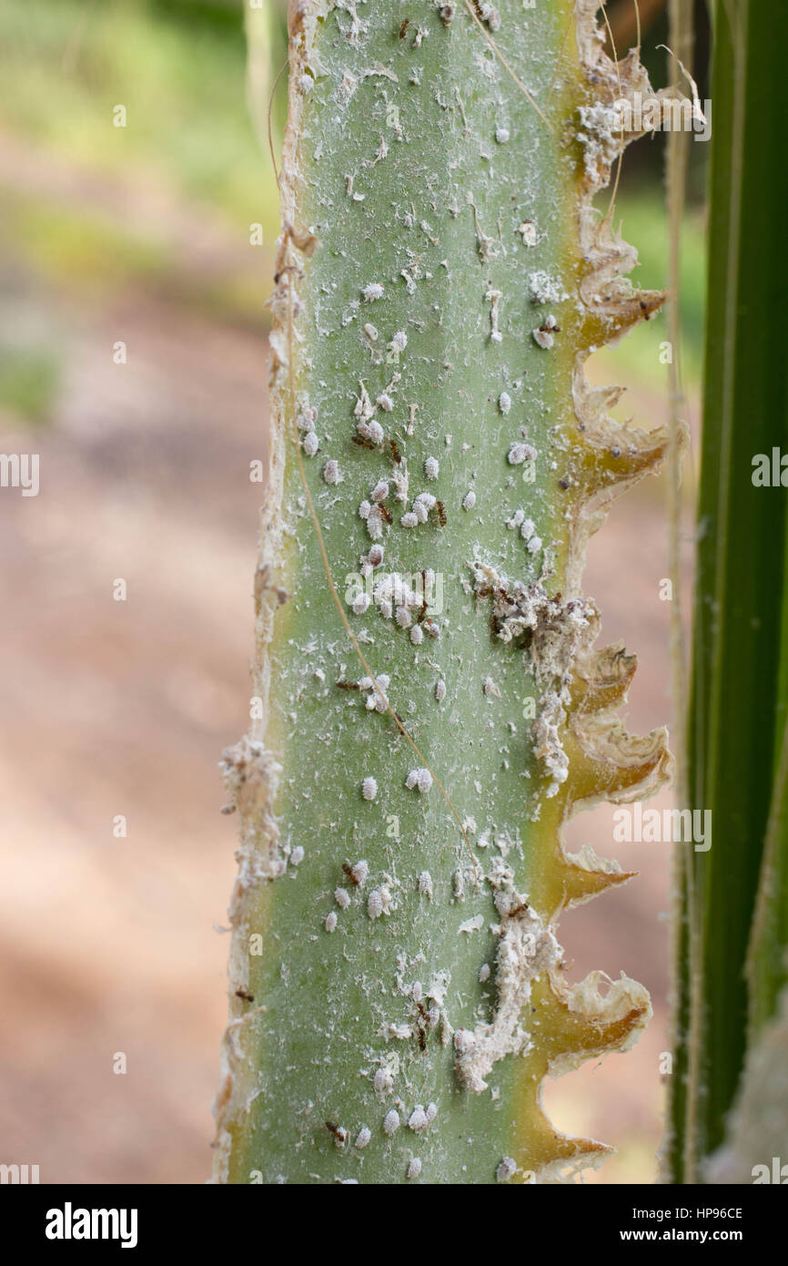 Palm leaves densely covered with scale insects. Mealy mealybug. Thick ...