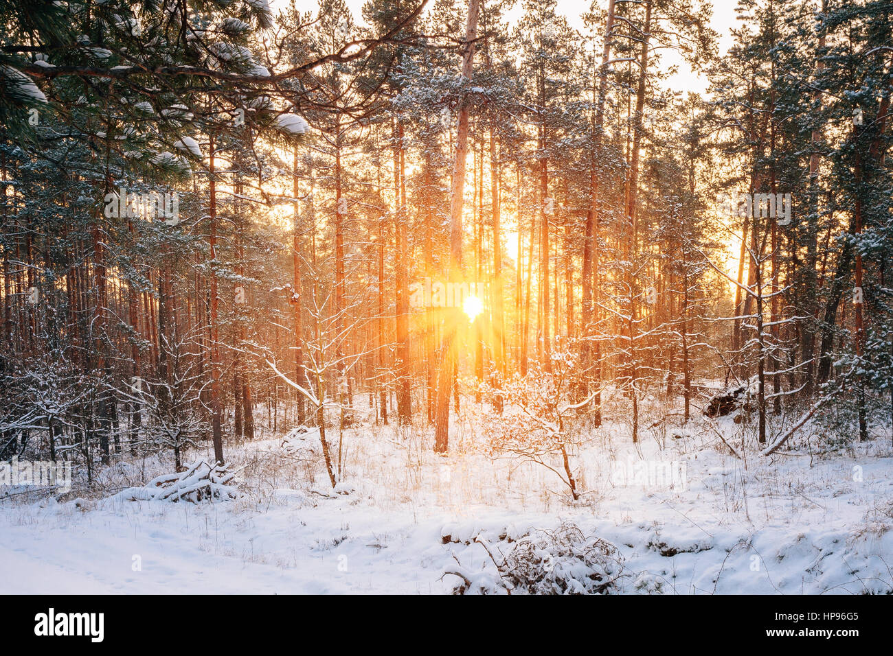 Sunset Or Sunrise In Snowy Forest Landscape. Sun Sunshine With Natural ...