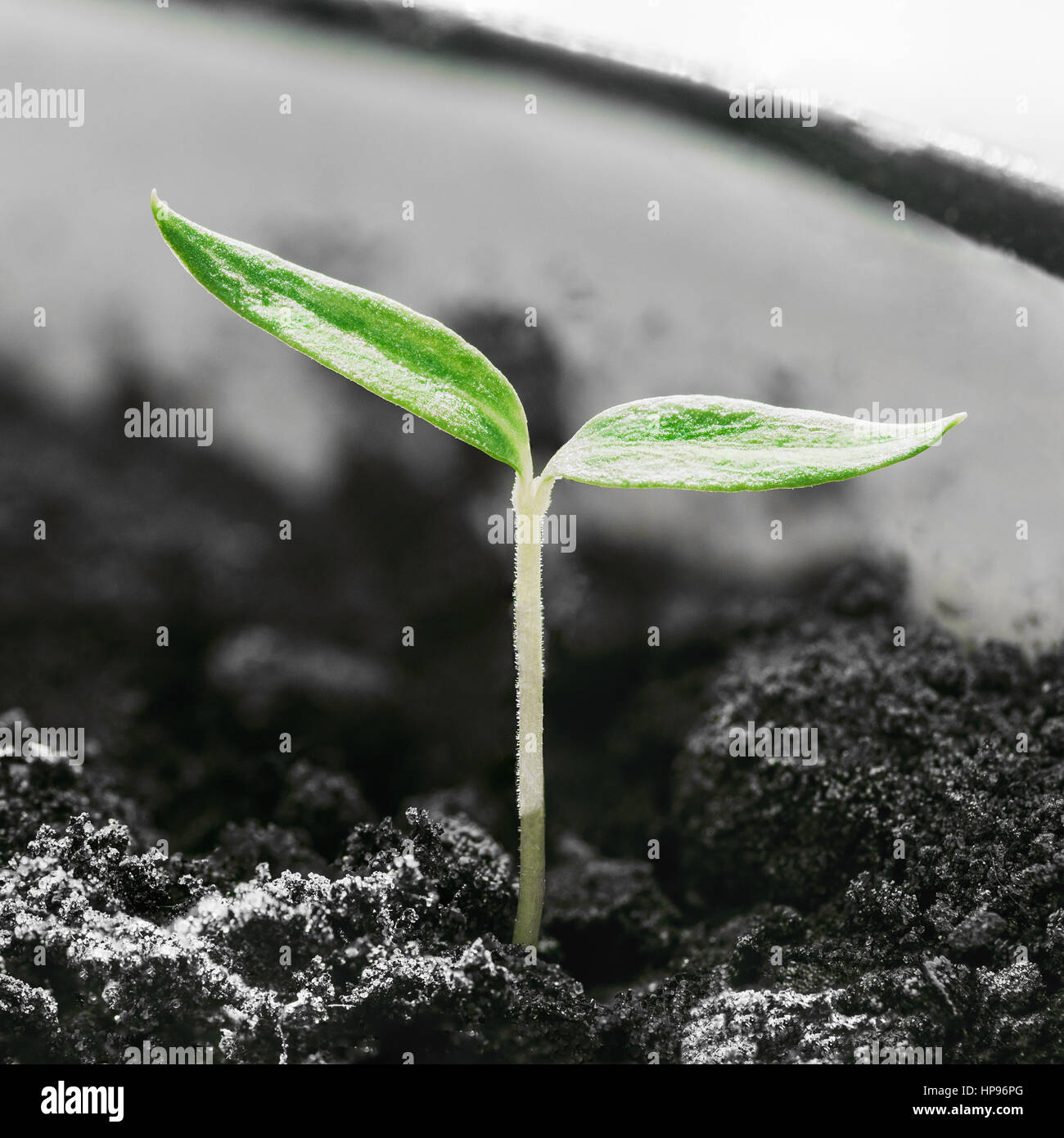 Green Sprout With Green Leaf, Leaves Growing From Soil. Spring, Concept ...