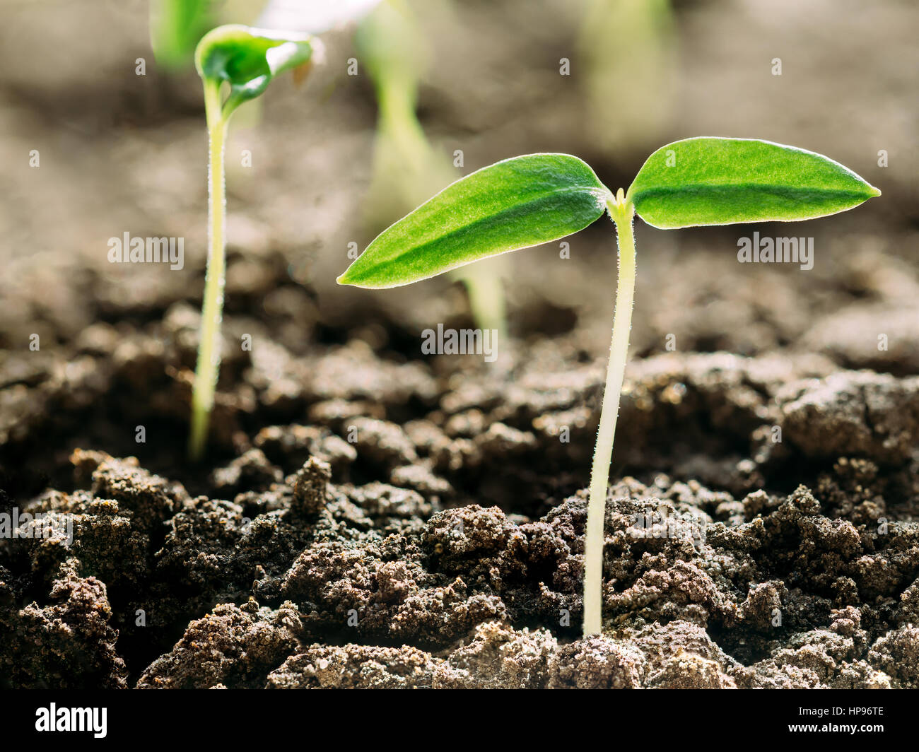 Green Sprout With Leaf, Leaves Growing From Soil On Sunlight. Spring ...