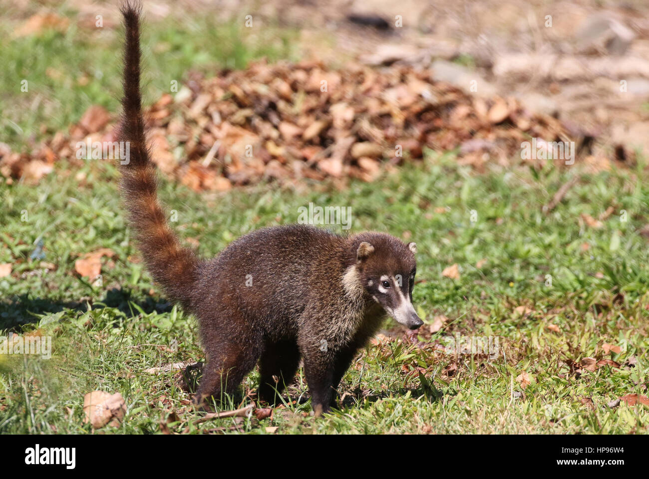 Coati walking on grass hi-res stock photography and images - Alamy