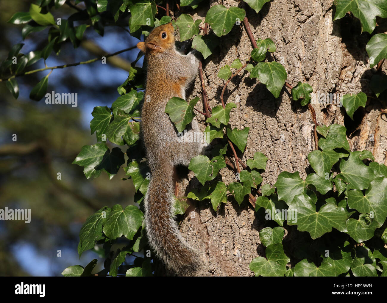English squirrel hi-res stock photography and images - Alamy