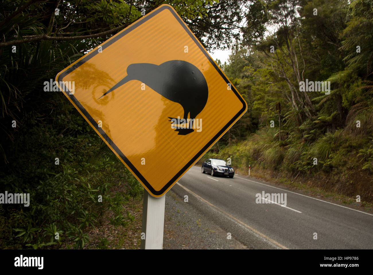 Kiwi crossing road sign with a car on a background. Northland, New ...