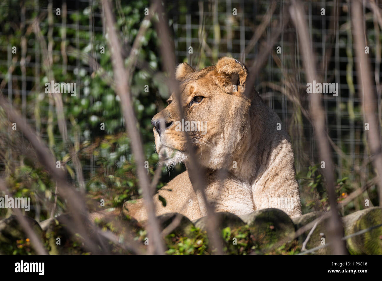 Lioness in a zoo Stock Photo - Alamy