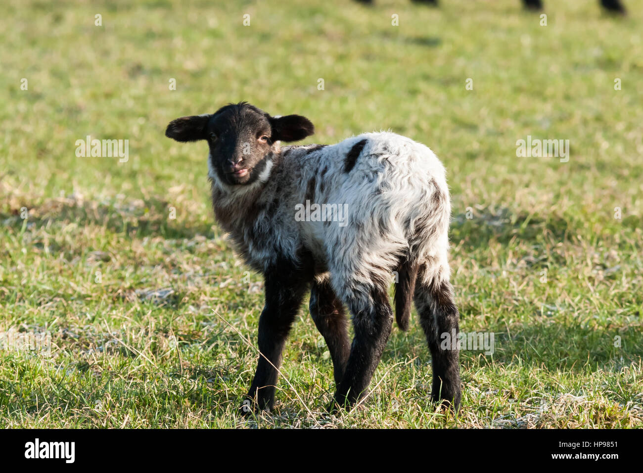 yound lamb peering around - Shot taken at a meadow next to Stolberg ...