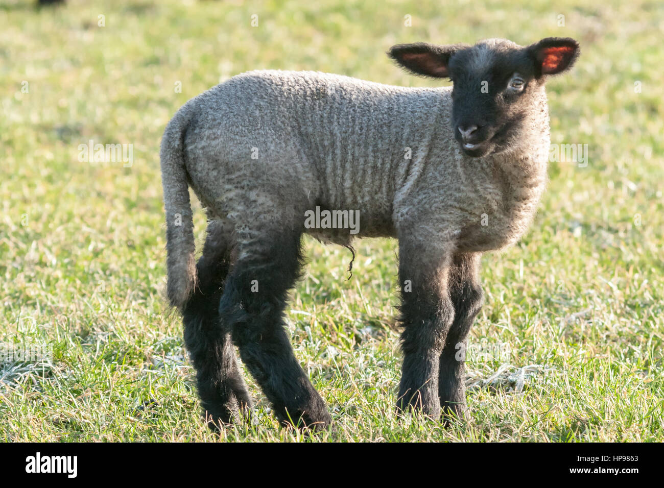 yound lamb peering around - Shot taken at a meadow next to Stolberg ...