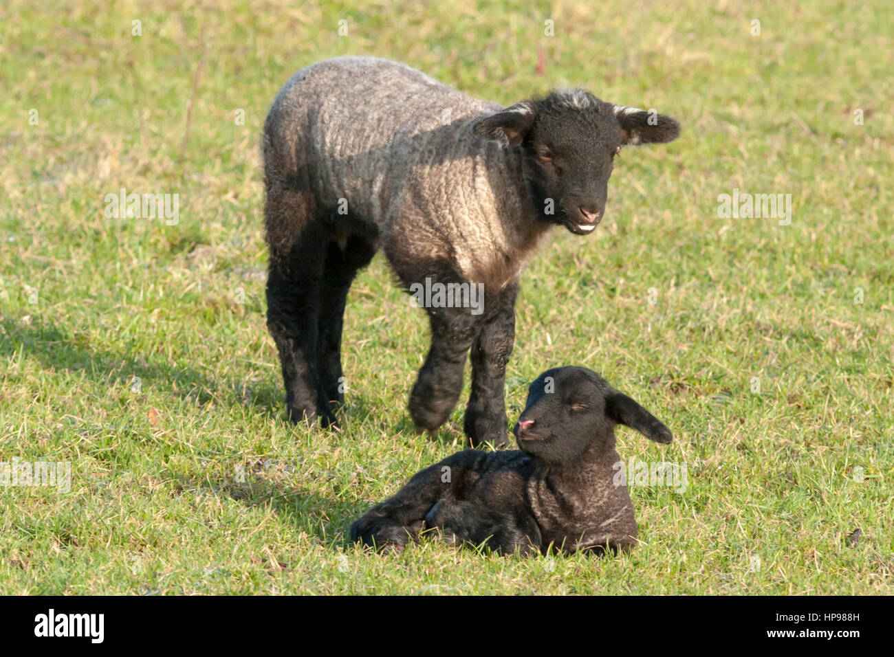 yound lamb peering around - Shot taken at a meadow next to Stolberg ...