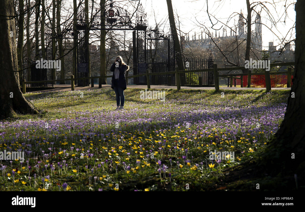 Crocus bulbs in bloom along the Backs in the centre of Cambridge during ...