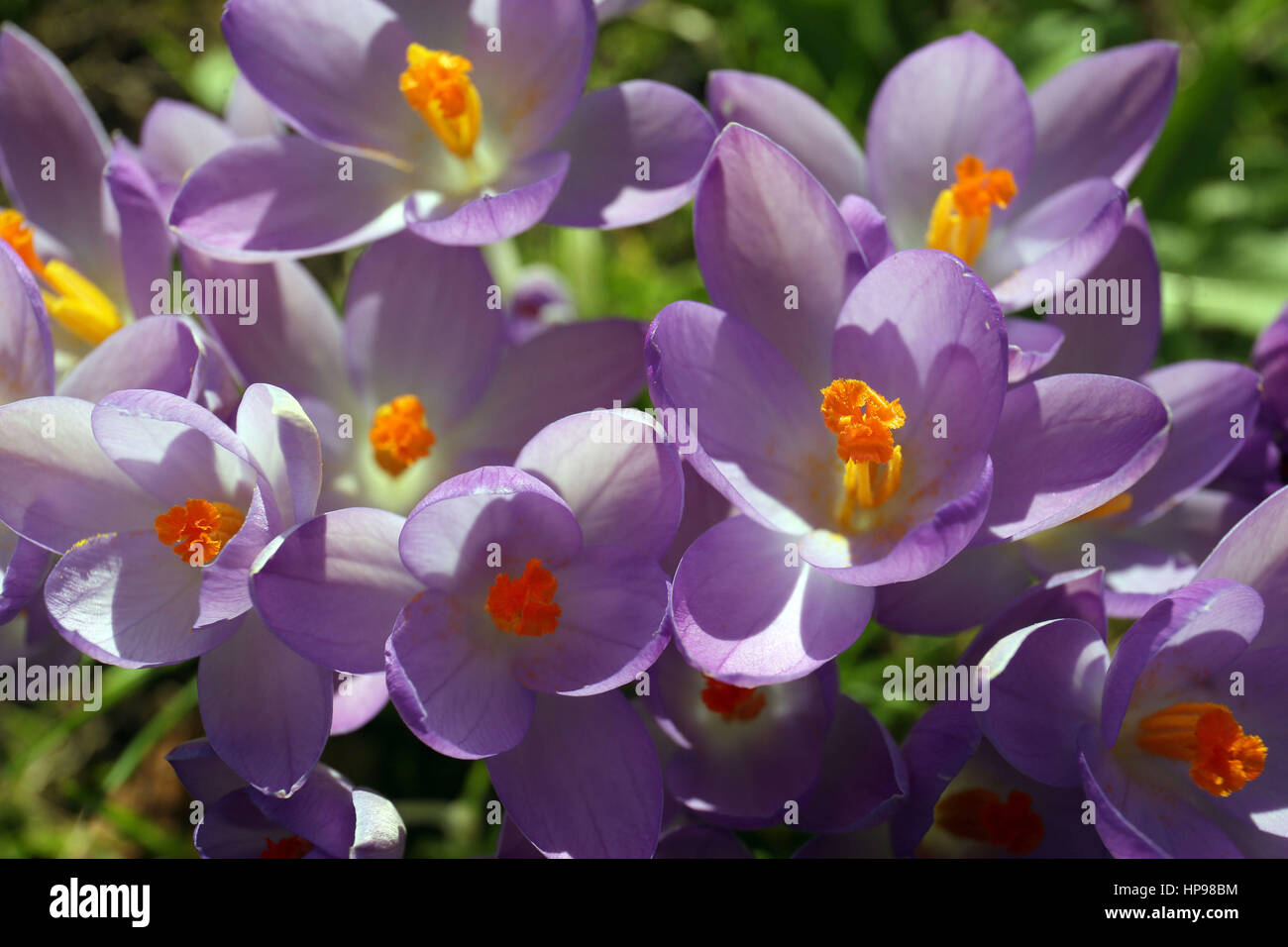 Bloom along backs hi-res stock photography and images - Alamy