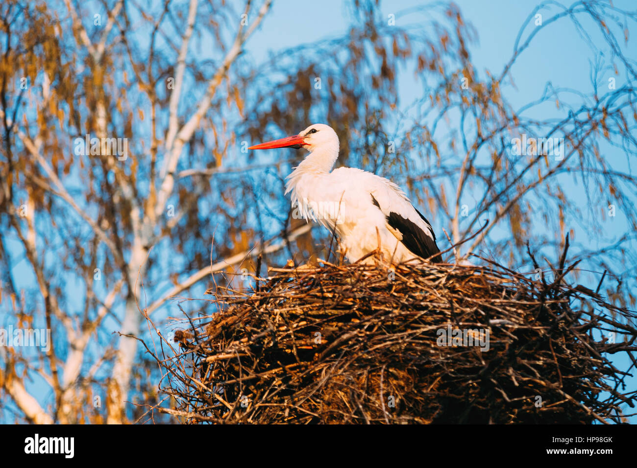 The Adult European White Stork Standing In The Nest Near Bare Spring ...