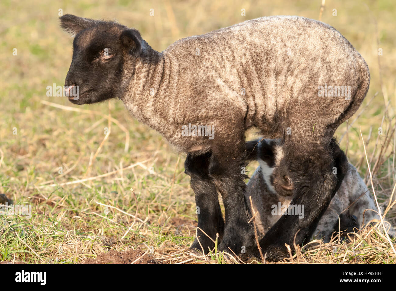 yound lamb peering around - Shot taken at a meadow next to Stolberg ...