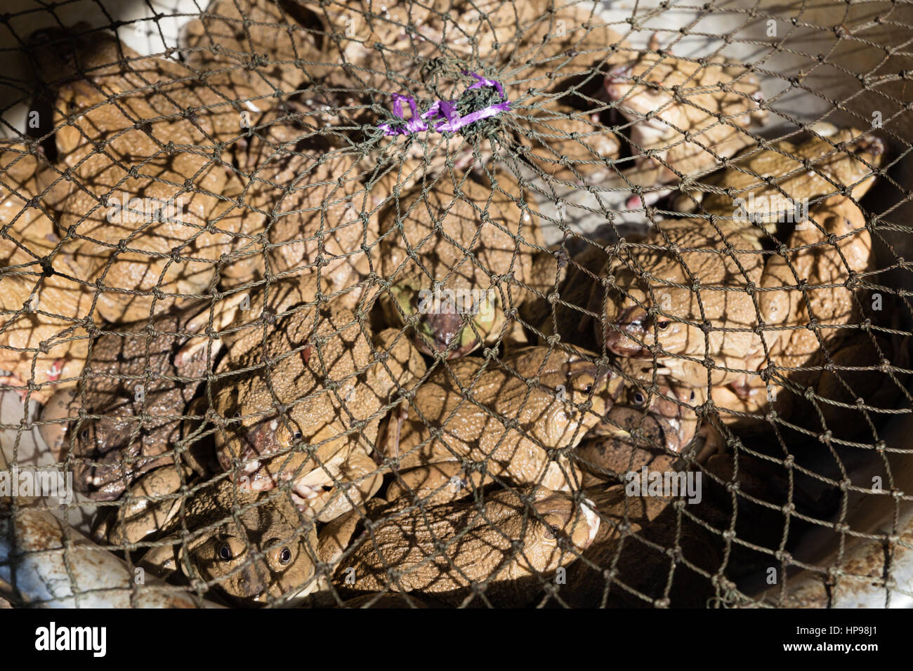 Frogs sold in market in Luang Prabang Stock Photo - Alamy